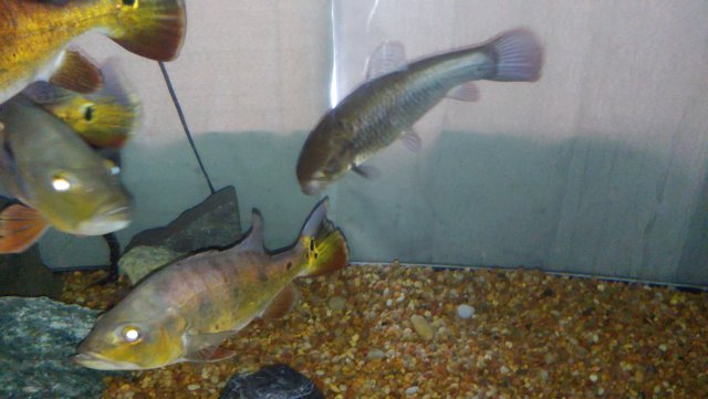 Big gold wolf | MonsterFishKeepers.com