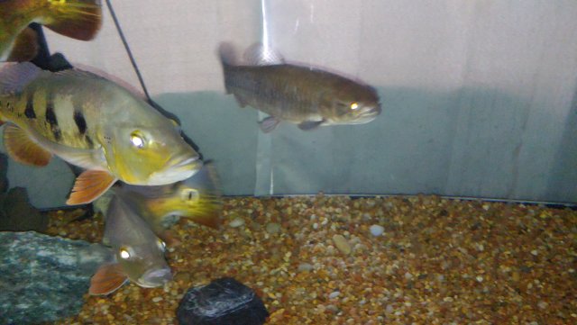 Big gold wolf | MonsterFishKeepers.com