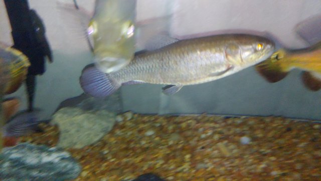 Big gold wolf | MonsterFishKeepers.com