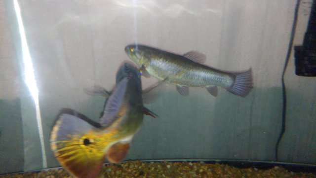 Big gold wolf | MonsterFishKeepers.com