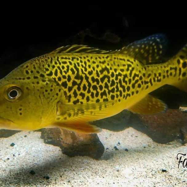 For Sale - peacock bass kelberi 12'' | MonsterFishKeepers.com