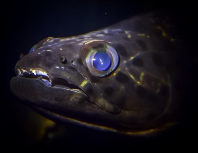 For Sale - Aimara Wolf | MonsterFishKeepers.com