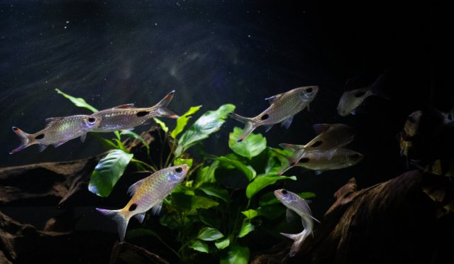 For Sale - Filament barb group | MonsterFishKeepers.com