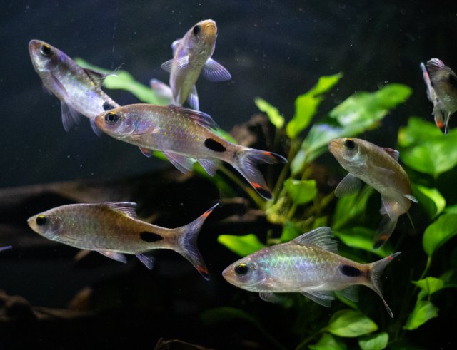 For Sale - Filament barb group | MonsterFishKeepers.com