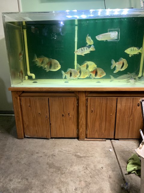 For Sale - Acrylic fish tank | MonsterFishKeepers.com