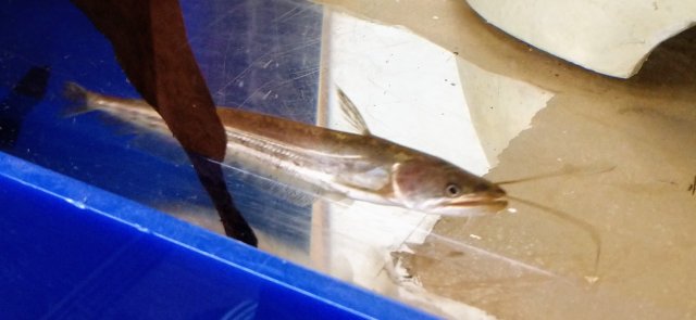 Wallago Attu Aquarium