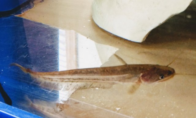 Wallago Attu Aquarium