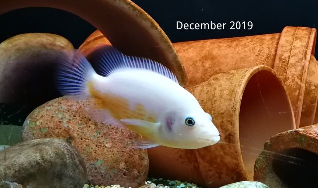 Red Dovii progress pics. | MonsterFishKeepers.com