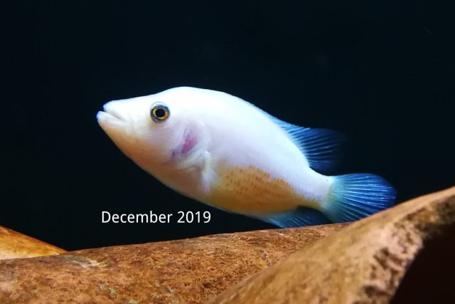 Red Dovii progress pics. | MonsterFishKeepers.com