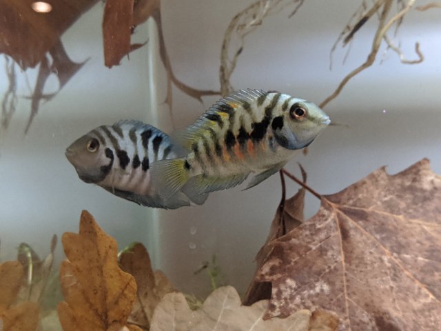 My awesome new convict pair | MonsterFishKeepers.com