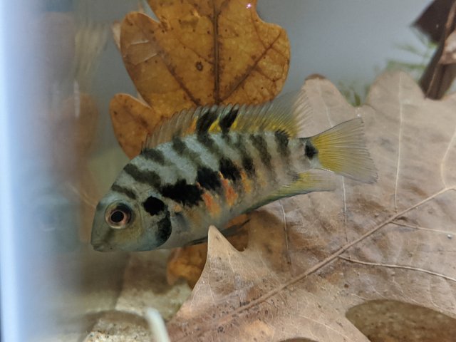 My awesome new convict pair | MonsterFishKeepers.com
