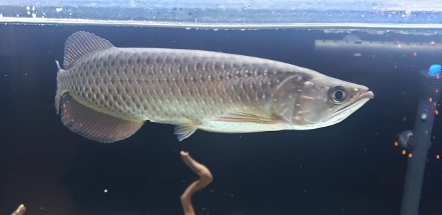 Jardini what kind? | MonsterFishKeepers.com