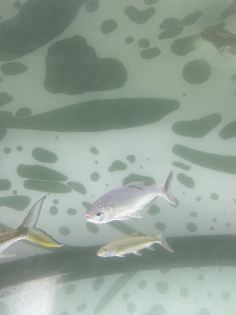 Brycon ID | MonsterFishKeepers.com
