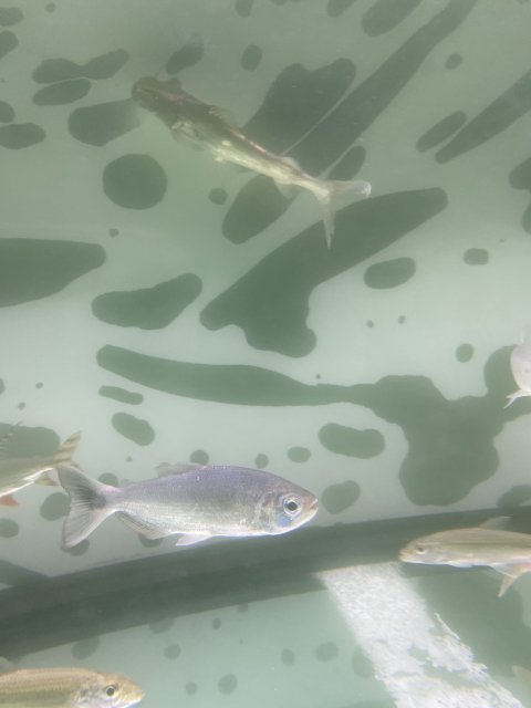 Brycon ID | MonsterFishKeepers.com