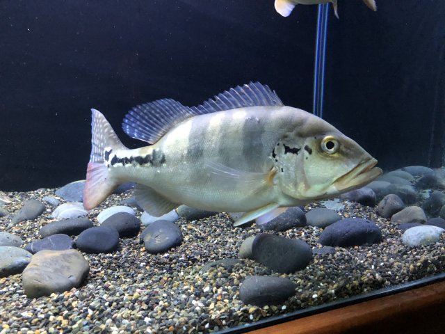 For Sale - Azul peacock bass | MonsterFishKeepers.com
