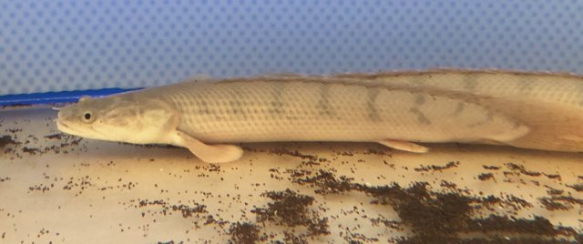 For Sale - Wild Caught Bichirs | MonsterFishKeepers.com