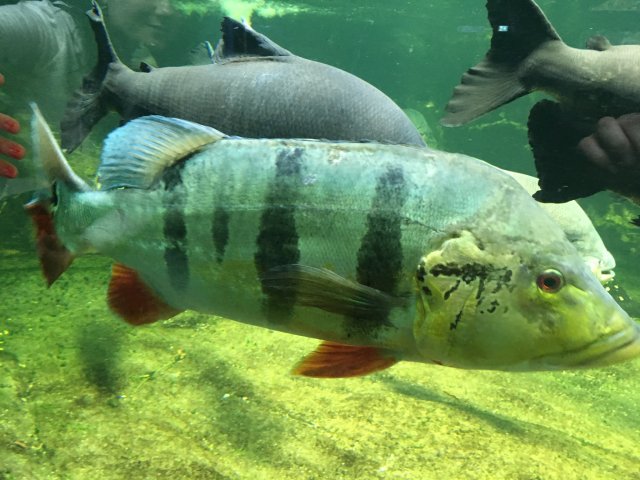 Peacock Bass Temensis