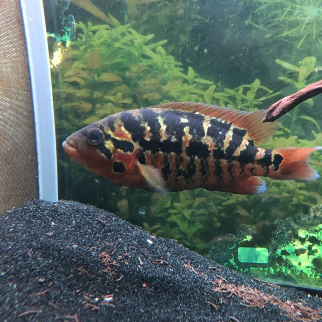 Red Jack Dempsey Fish