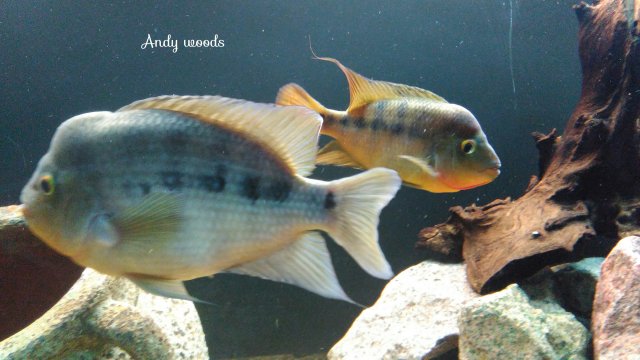 Chancho cichlid | MonsterFishKeepers.com