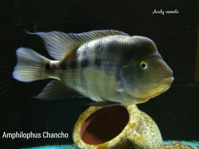 Chancho cichlid | MonsterFishKeepers.com