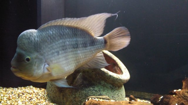 Chancho cichlid | MonsterFishKeepers.com