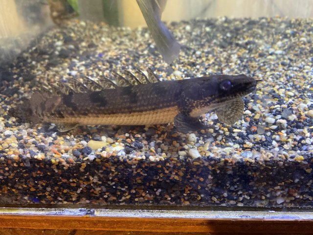 For Sale - Del and endli bichir for sale | MonsterFishKeepers.com