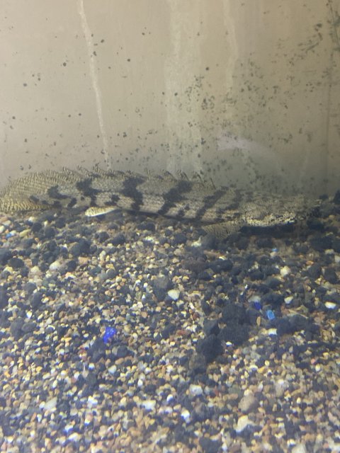 For Sale - Del and endli bichir for sale | MonsterFishKeepers.com