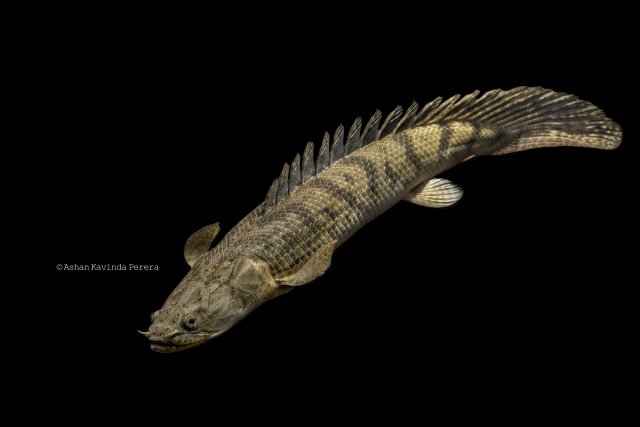 Polypterus Congicus / Congo Bichir | MonsterFishKeepers.com