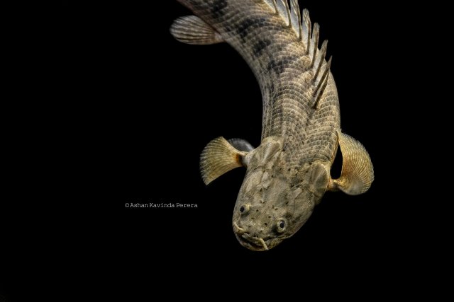 Polypterus Congicus / Congo Bichir | MonsterFishKeepers.com