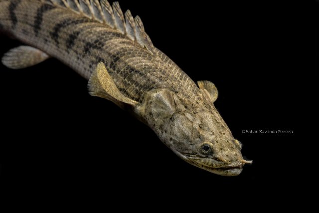 Polypterus Congicus / Congo Bichir | MonsterFishKeepers.com