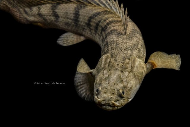 Polypterus Congicus / Congo Bichir | MonsterFishKeepers.com