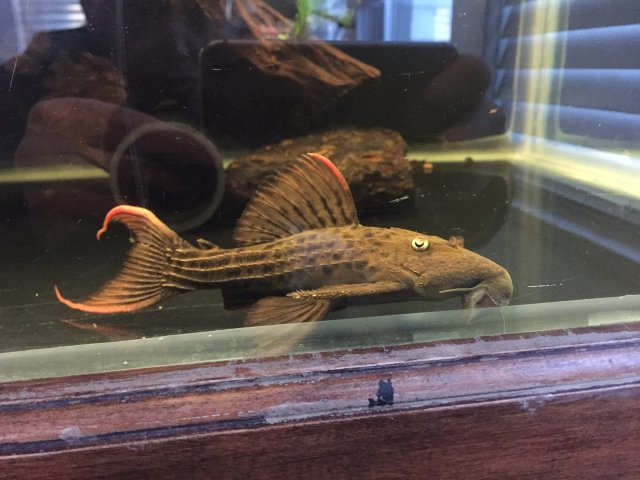 For Sale - L024 Cactus Pleco , Denver CO | MonsterFishKeepers.com