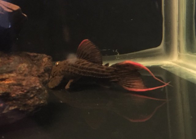 For Sale - L024 Cactus Pleco , Denver CO | MonsterFishKeepers.com