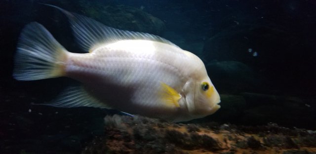 Types of Amphilophus | MonsterFishKeepers.com