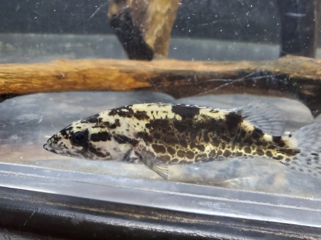For Sale - Siniperca Scherzeri | MonsterFishKeepers.com