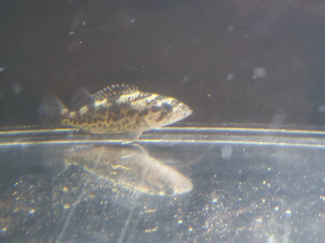 For Sale - Siniperca Scherzeri | MonsterFishKeepers.com