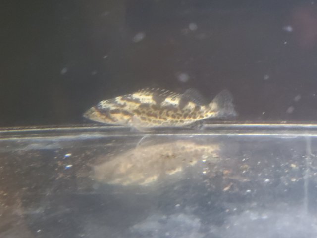 For Sale - Siniperca Scherzeri | MonsterFishKeepers.com