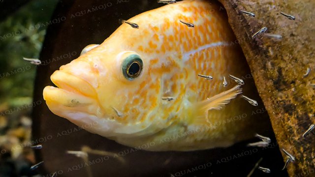 Today in the Fishroom ~ Red Morph Dovii and fry | MonsterFishKeepers.com