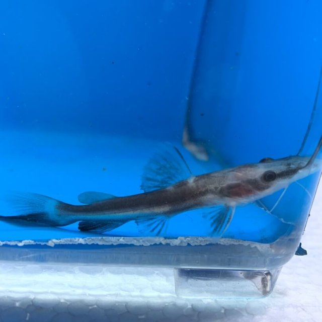 Red Tail Catfish Hybrid