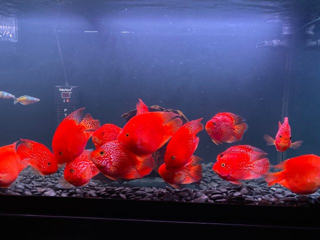 Crystal Parrot Fish | MonsterFishKeepers.com