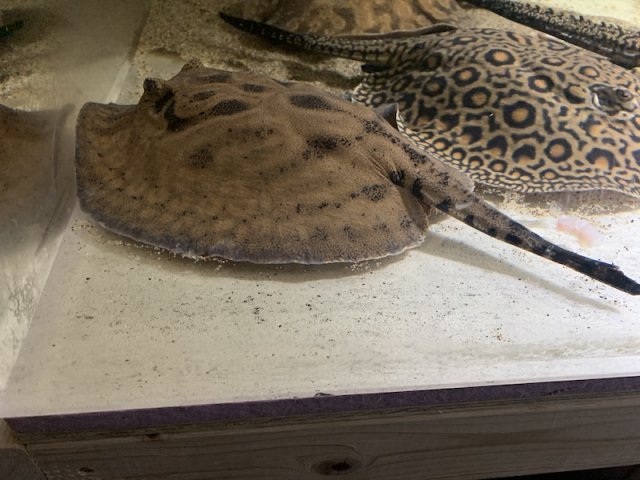 For Sale - Hystrix Stingrays (Reverse Trio) | MonsterFishKeepers.com