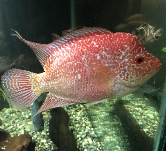 For Sale - Red flowerhorn | MonsterFishKeepers.com