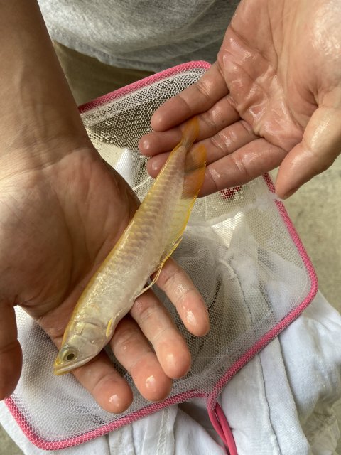 For Sale - Albino Arowana Fish | MonsterFishKeepers.com