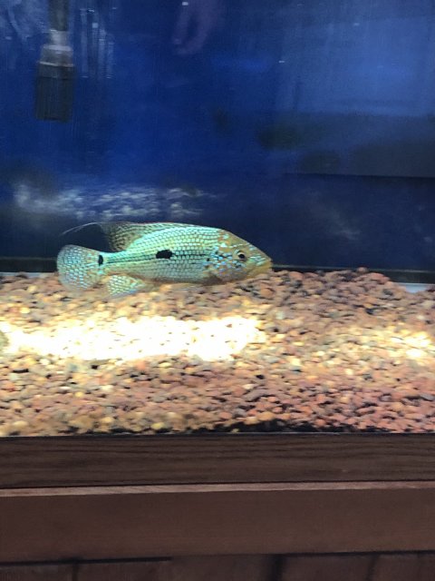 Umbee Pics | MonsterFishKeepers.com