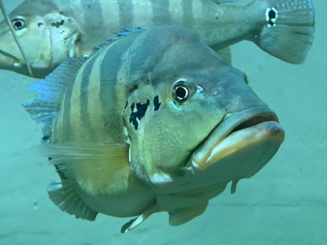 Cichla piquiti in my inner pond (from March 2018) | MonsterFishKeepers.com
