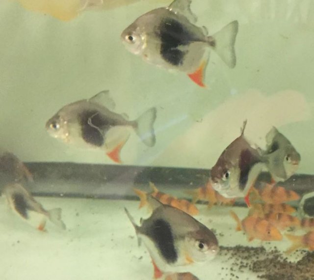 For Sale - 6 x 2" black berry lamax silver dollar - $500 ...