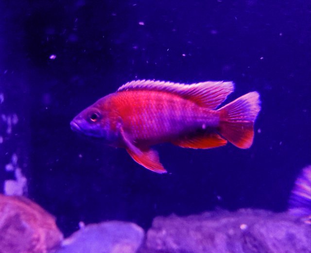 Ruby Red Peacock Cichlid