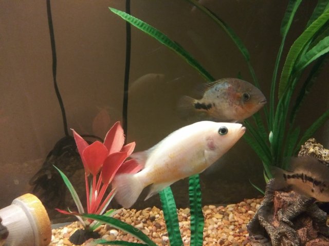 Red Dovii | MonsterFishKeepers.com