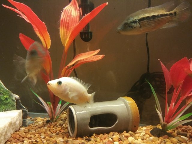 Red Dovii | MonsterFishKeepers.com