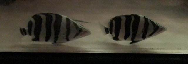 For Sale - Sumatra Datnoid | MonsterFishKeepers.com
